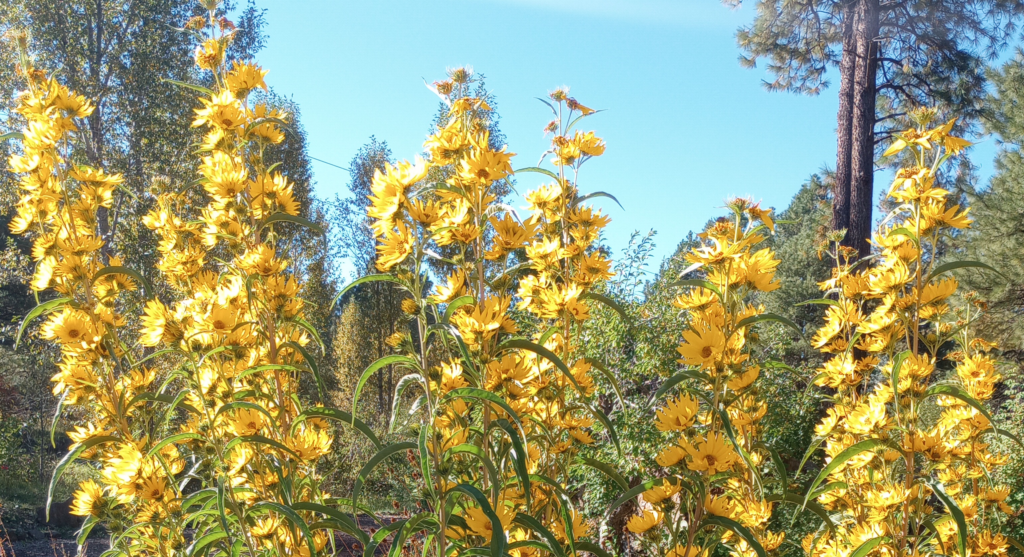 Yellow Fall Flowers - The Arboretum at Flagstaff!